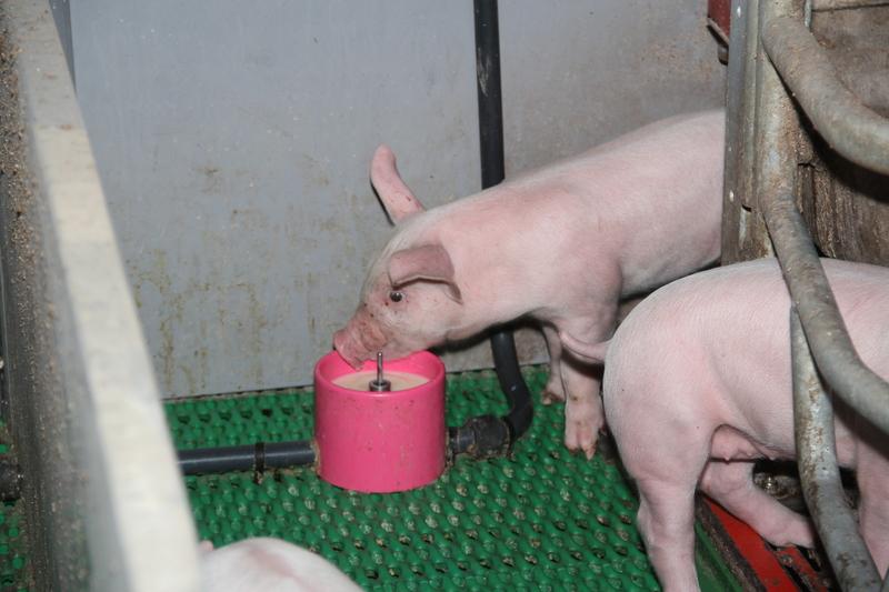 Pourquoi les porcelets apprécient un aliment liquide en maternité? | Réussir porc - Tech porc