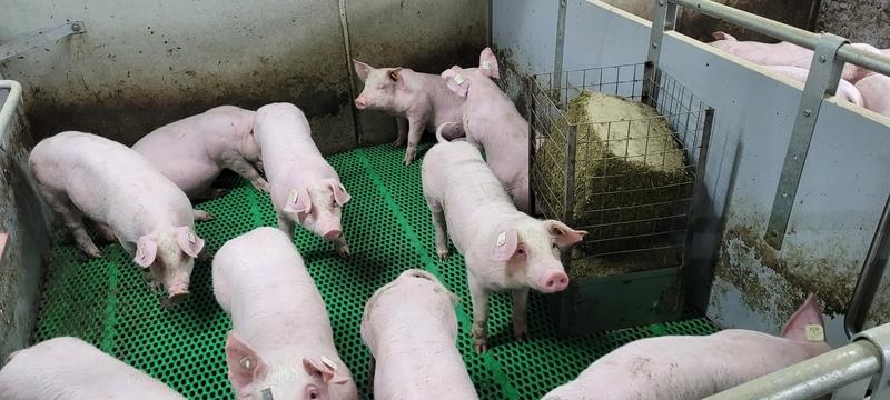 La luzerne limite la caudophagie chez les porcelets | Réussir porc - Tech porc