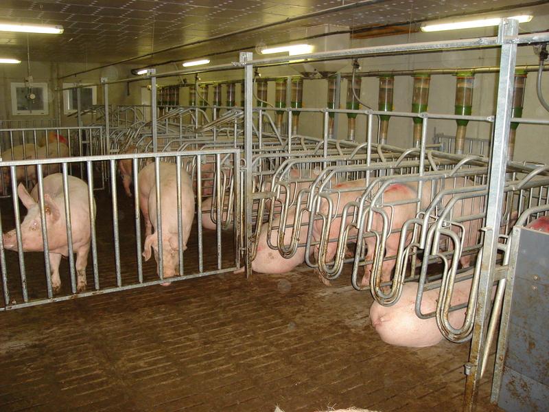 Une interdiction rapide des cages serait dramatique pour la production ...