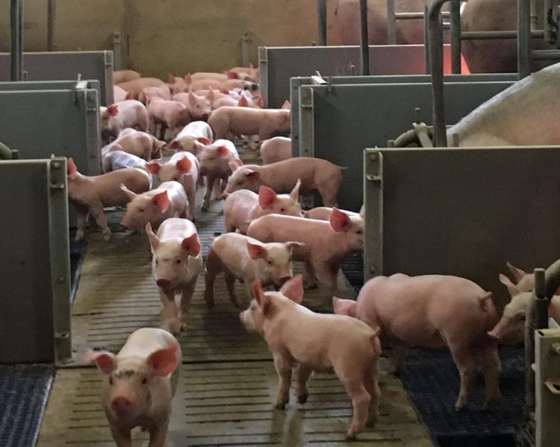 L’enrichissement social et physique des porcelets est intéressant en maternité et en post ...