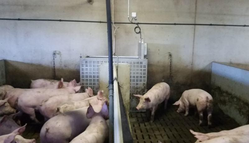 Gain de performances avec l’alimentation de précision : 3 témoignages en élevage de porc ...