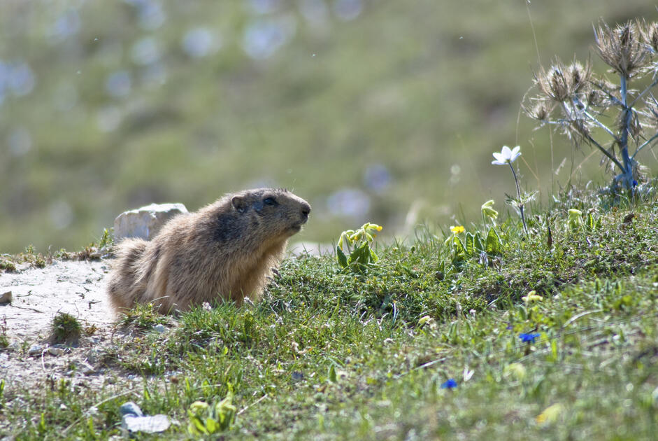 Biodiversité et environnement | Epiterre : des contrats pour rémunérer ...