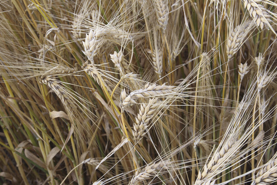 Moissons 2023 : le coup d'envoi est donné | Portail Réussir