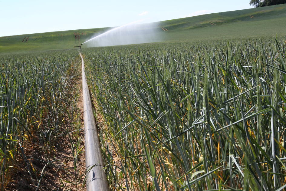 Eau : la Fnab demande au gouvernement d’instaurer un plan de sobriété ...