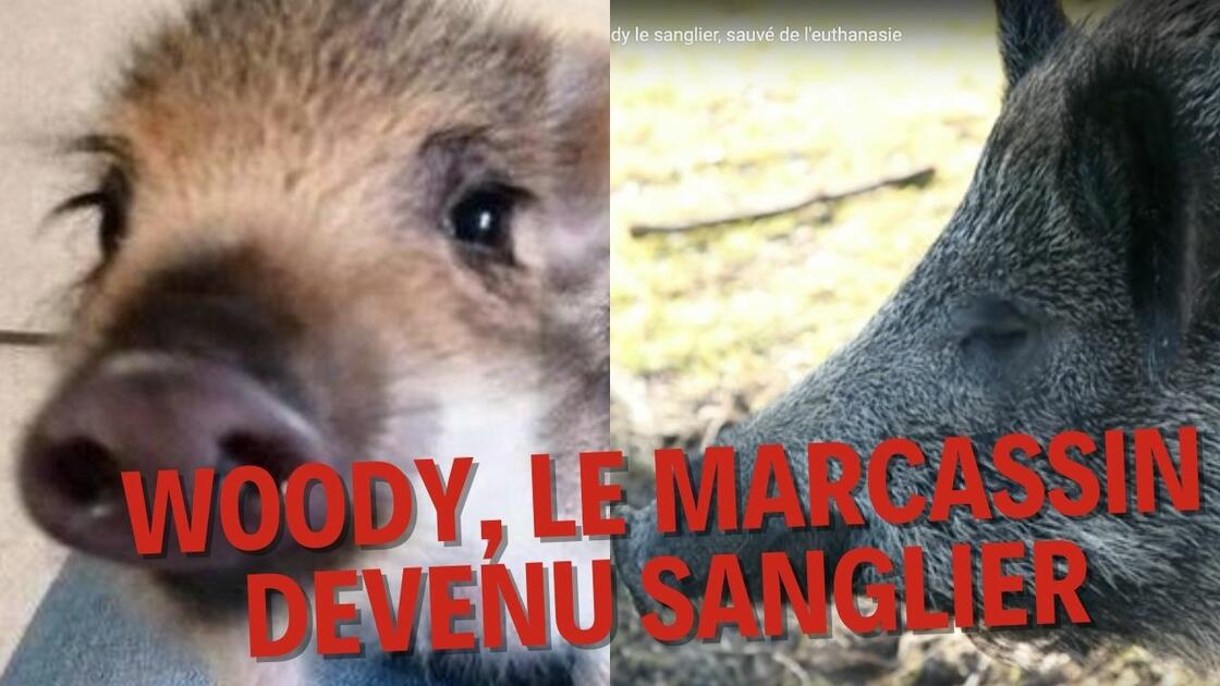 Cause animale | Retour à la réalité pour Woody le marcassin : une ...