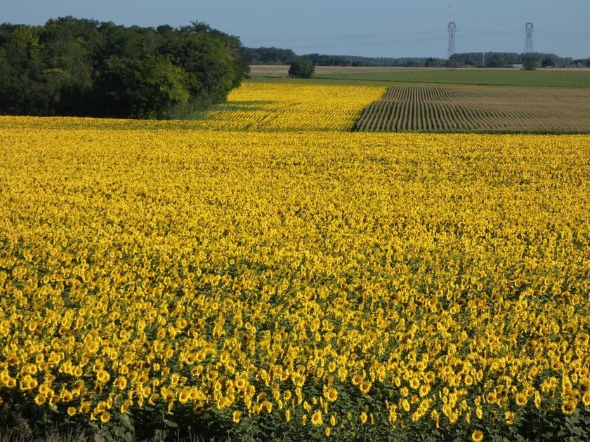 PAC 2024 | BCAE 7 : une rotation obligatoire | Terre de touraine