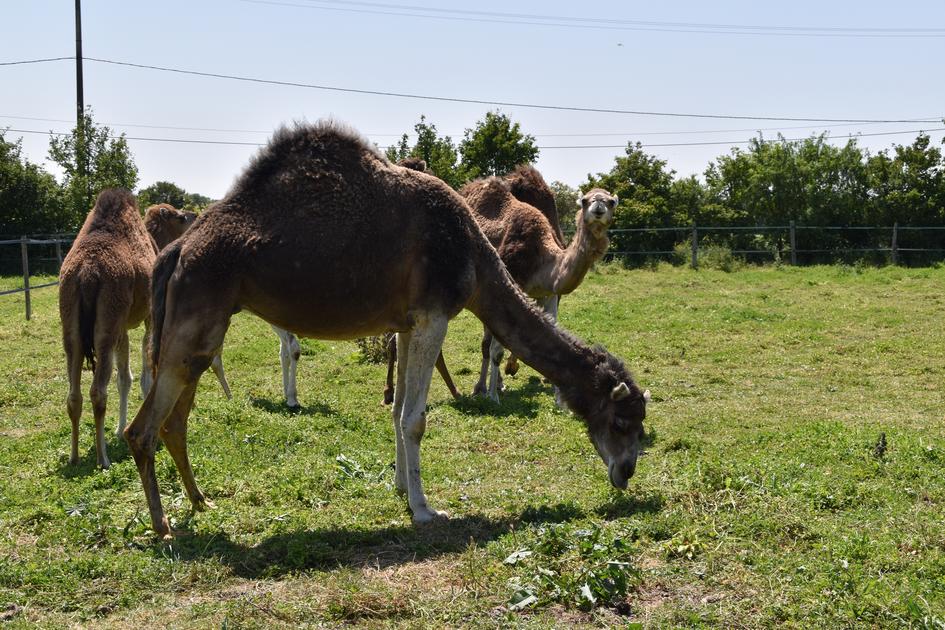 Le Clos camelin : des dromadaires en nord Touraine ! | Terre de touraine