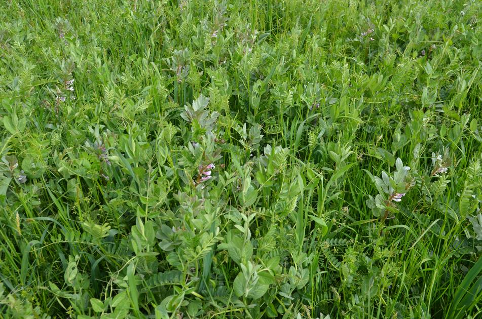 Méteil : des intérêts indéniables | Terre de touraine