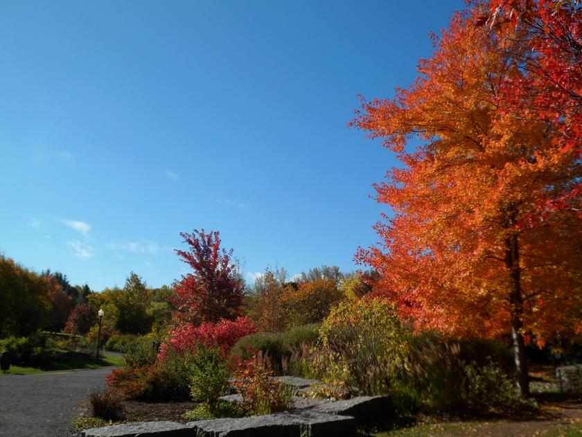 Erables canadiens, érables européens | Terre de touraine