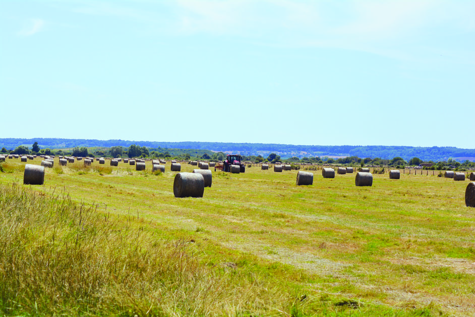Dans le marais, la fauche réglementée a un goût amer | Union Agricole