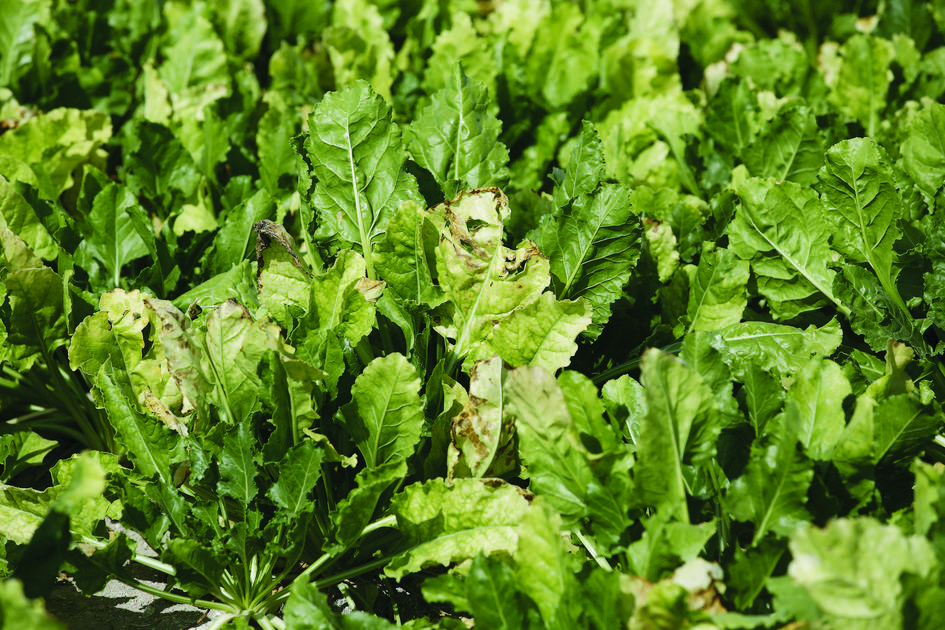 Surmonter les obstacles à la lutte contre le puceron sur betterave ...