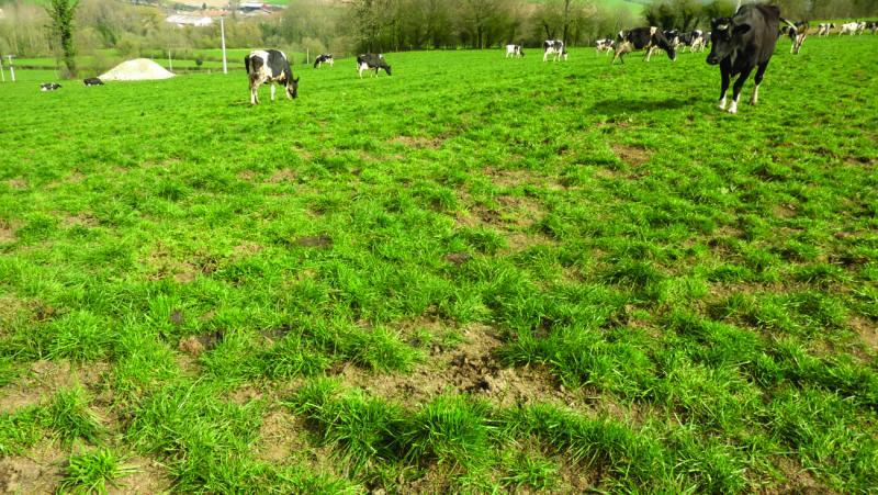 Le sursemis des prairies permanentes | Union Agricole
