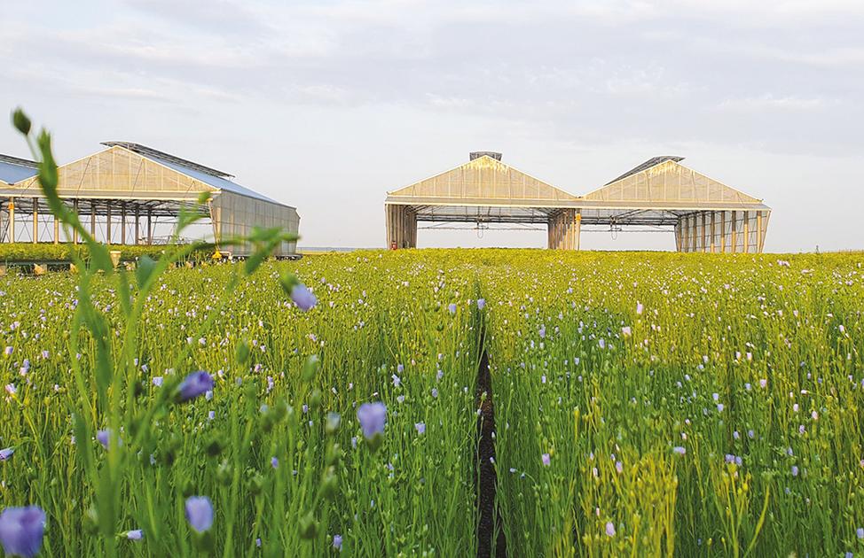 Changement climatique : quelle culture du lin à l'avenir ? | Union Agricole