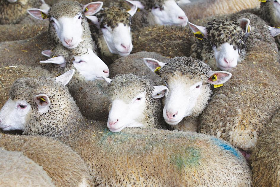 Le renouvellement des générations, priorité ovine | Union Agricole