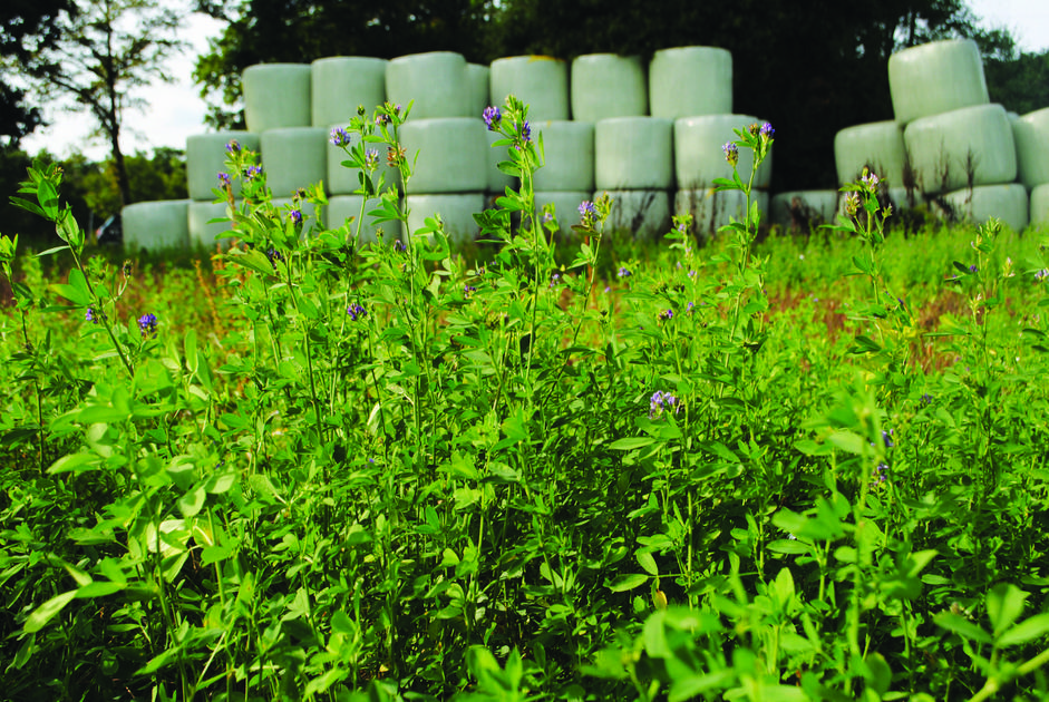 Le premier cycle de luzerne en enrubannage | Union Agricole