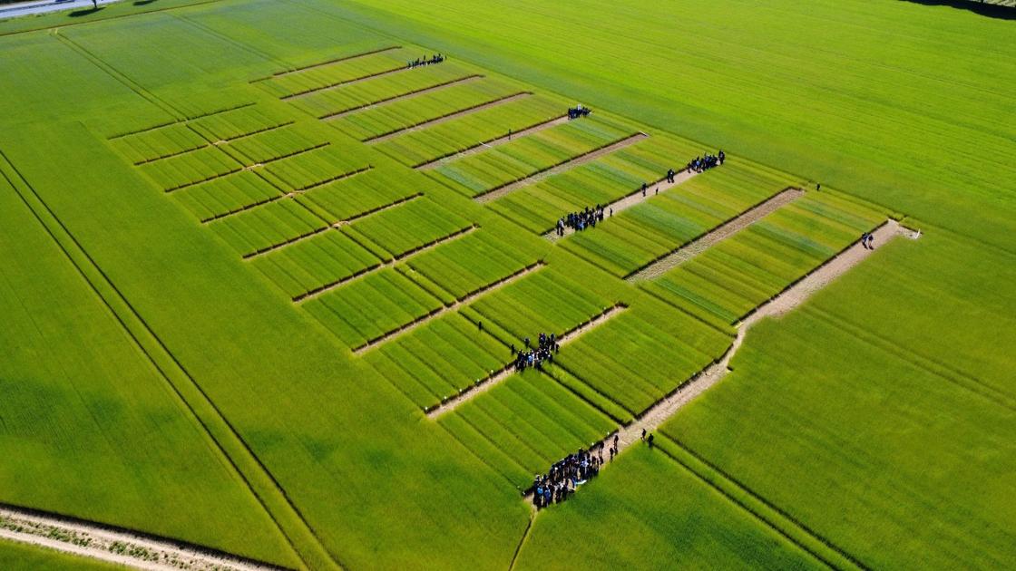Le lin d'hiver passé au crible, que faut-il en retenir ? | Union Agricole