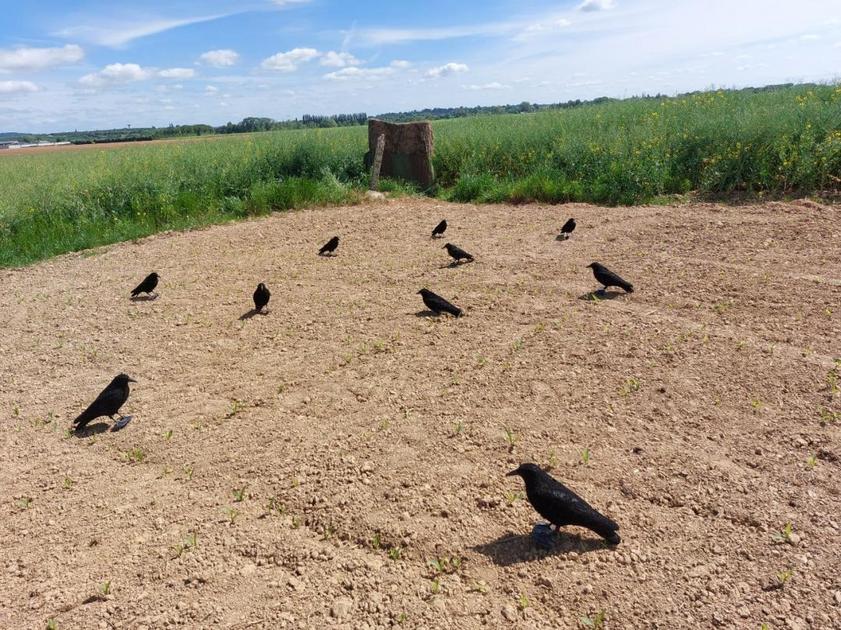 La protection des cultures passe par la régulation | Union Agricole