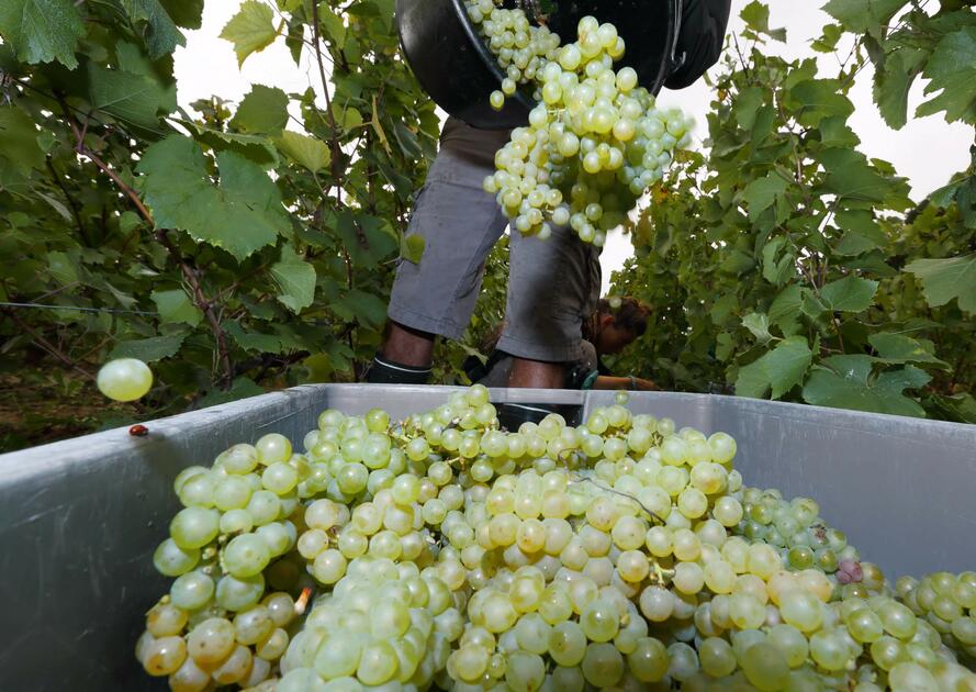 Agreste prévoit des vendanges 2021 historiquement faibles | Réussir Vigne