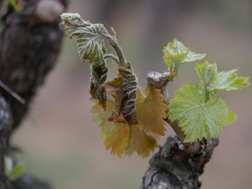 Gel : 28 % à 32 % de pertes de récolte pour la viticulture française en ...