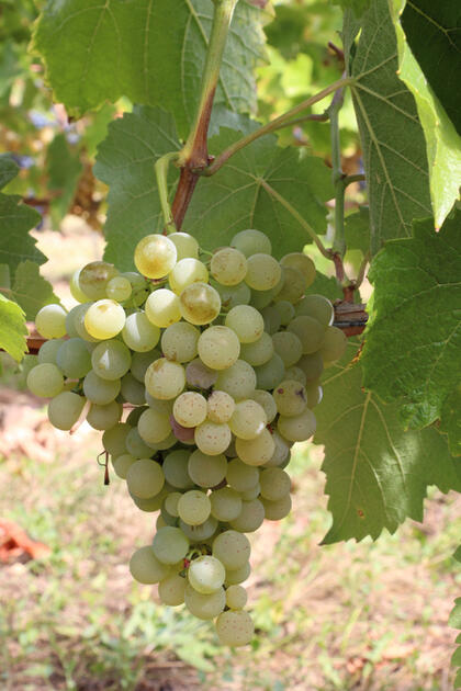 Voltis, un blanc idéal pour l’assemblage | Réussir Vigne