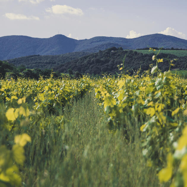 languedoc | Le suspens est toujours de mise au CIVL | Réussir Vigne