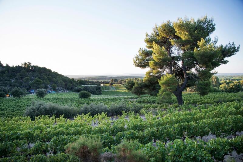 sud-est | L’IGP méditerranée rosé met en place une régulation de la ...