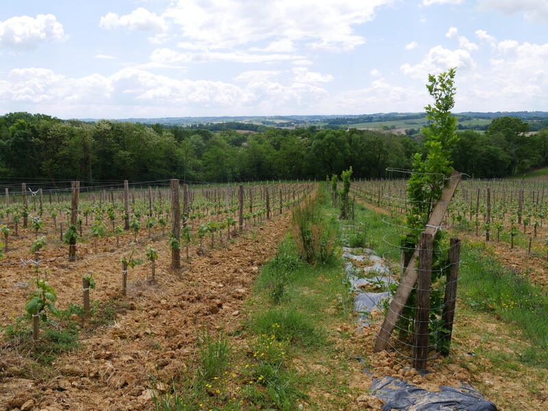 L’Inao lance un dispositif d’évaluation des innovations | Réussir Vigne