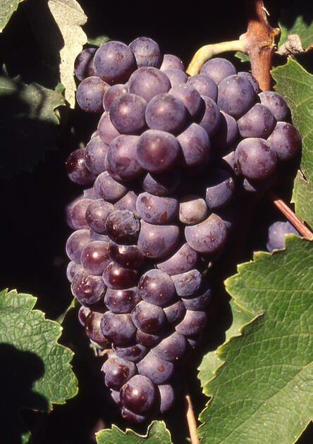 variété patrimoniale | Le cépage counoise résiste bien à la sécheresse ...