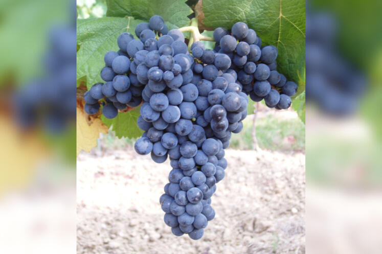 variété étrangère | Le tempranillo, un cépage espagnol pour des vins ...