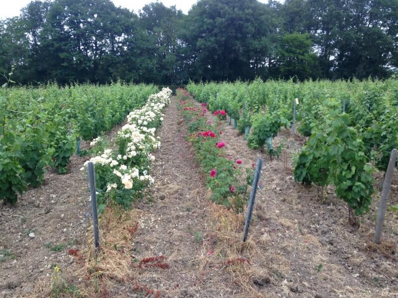 Installer Anagrus Atomus dans les vignes pour gérer les cicadelles ...