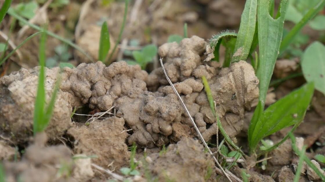 Le vin de demain | [Vidéo] À Buzet, un vignoble pour inventer la ...