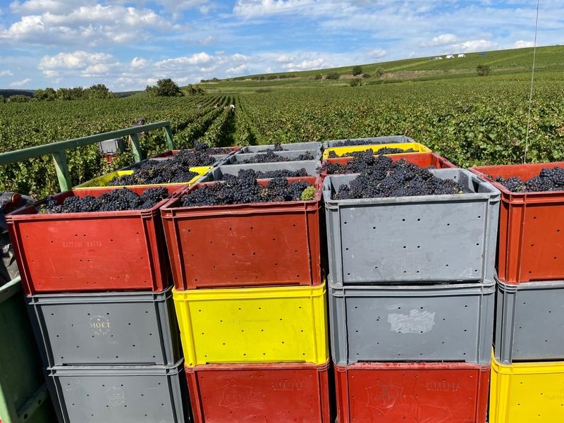 Le Comité Champagne lance quatre chantiers pour sécuriser les vendanges ... Le Comité Champagne lance quatre chantiers pour sécuriser les vendanges ...