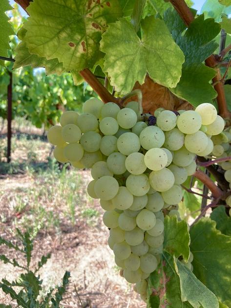 variété étrangère | Xarello, un cépage catalan qui allie production et ...