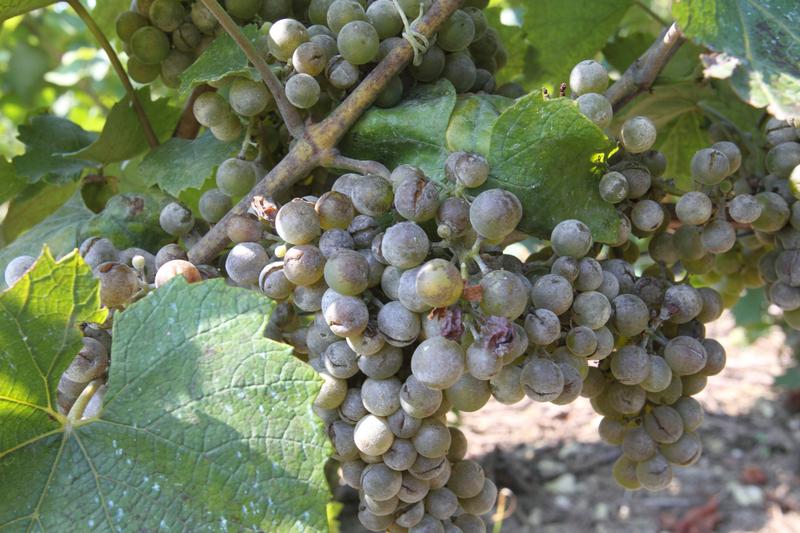 Phytosanitaire : deux nouvelles molécules pour lutter contre l’oïdium ...