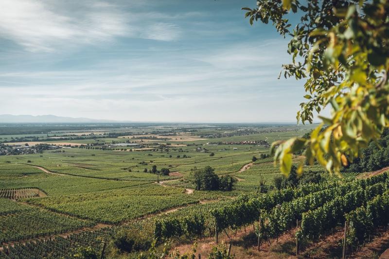 En Alsace, pas de fusion entre les caves coopératives vinicoles de ...
