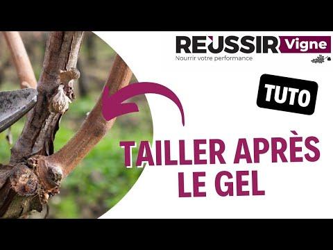 Le tuto Réussir Vigne | Comment tailler la vigne après le gel ? TUTO ...