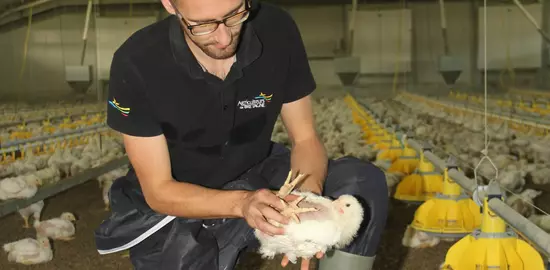 Des solutions pour limiter les pododermatites chez le poulet de chair ...