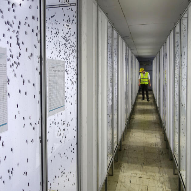 Insectes : Comment le groupe Orvia produit des millions de larves de ...