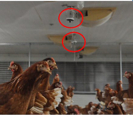 Pister les poux rouges des poules pondeuses avec l’imagerie infrarouge ...