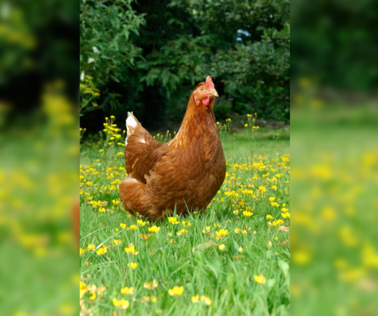 Génétique : La poule Novo Farm élargit la gamme Novogen | Réussir volailles