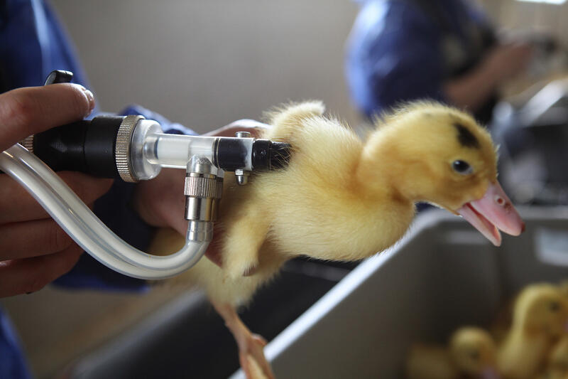 Grippe aviaire : les cinq points du plan de vaccination Influenza à ... Grippe aviaire : les cinq points du plan de vaccination Influenza à ...