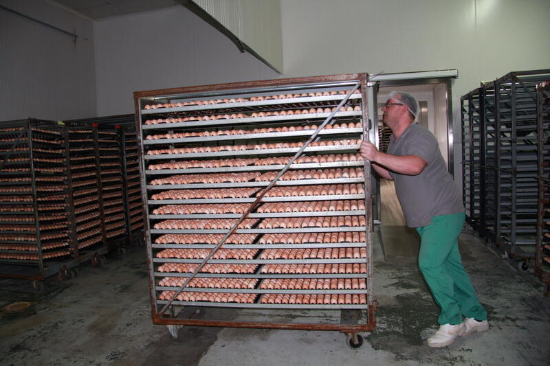 Le couvoir de Saint-Marcellin conforte la filière poulet du Sud-Est ...