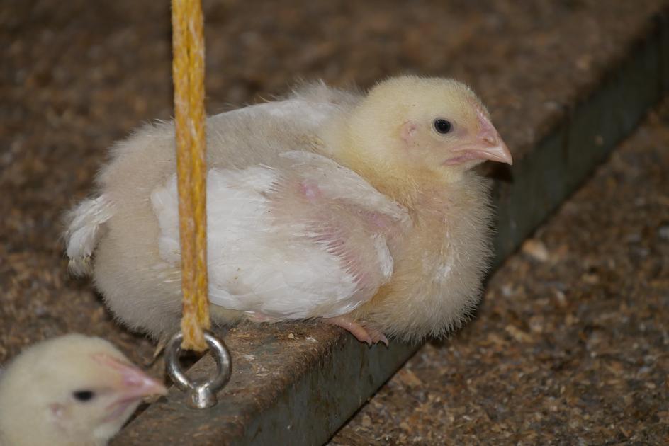 Quels leviers pour améliorer le bien-être des poulets? | Réussir volailles Quels leviers pour améliorer le bien-être des poulets? | Réussir volailles