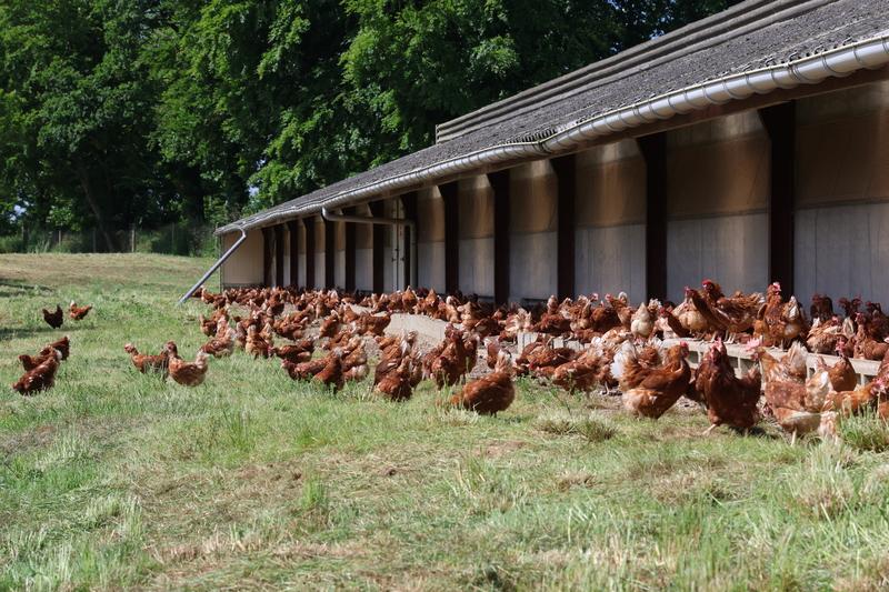 Poule pondeuse : Une génétique Novogen adaptée au terrain | Réussir ...