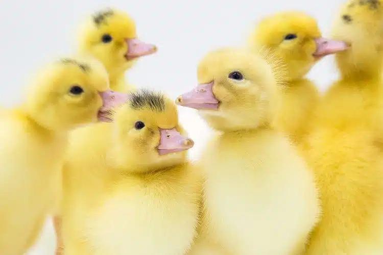Orvia a sécurisé ses approvisionnements en canard mulard du Sud-Ouest ...