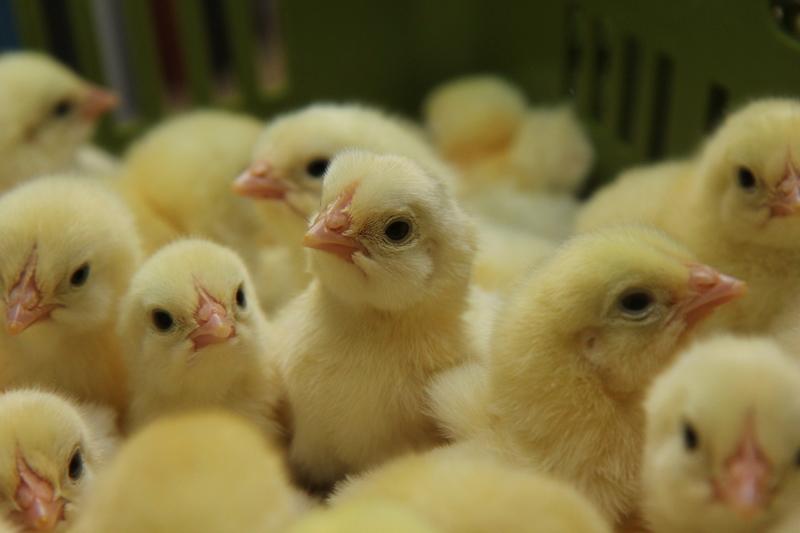 Comment stimuler au couvoir l’adaptation des poulets aux fortes ...