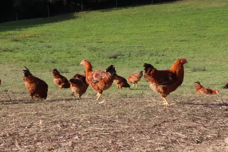 Quatre leviers à actionner en volailles Label rouge dans le Sud-Ouest ...
